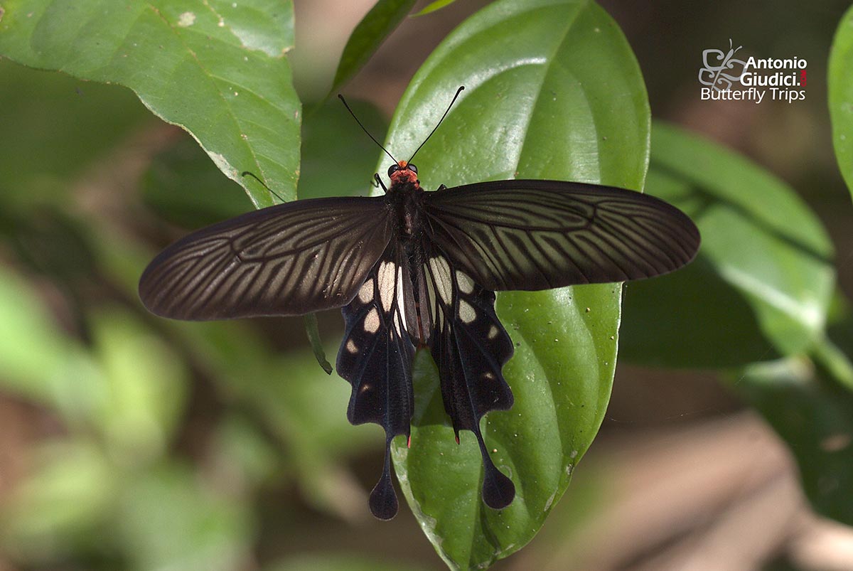 Losaria doubledayi - Thai Butterfly Trips