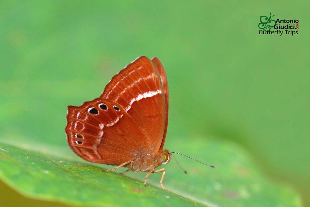 Abisara Abnormis - Thai Butterfly Trips