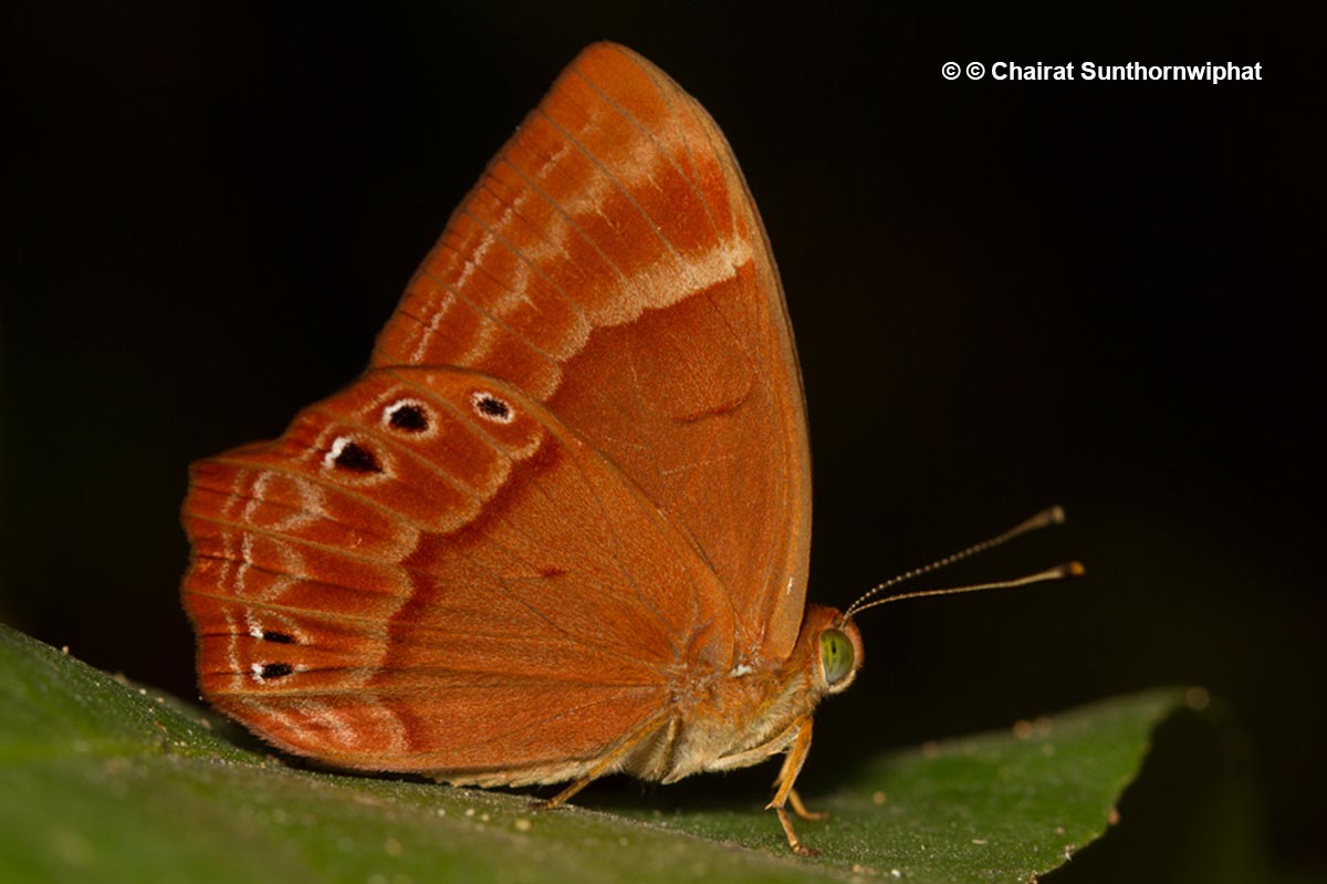 Abisara Bifasciata - Thai Butterfly Trips