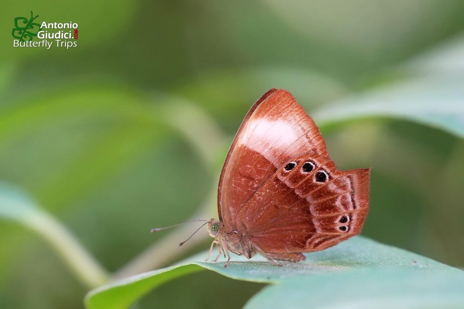 Abisara Saturata Maya (2) - Thai Butterfly Trips