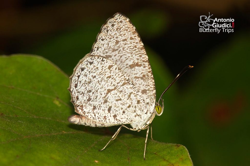 Allotinus Unicolor - Thai Butterfly Trips