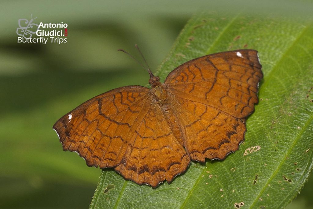 Ariadne Ariadne - Thai Butterfly Trips