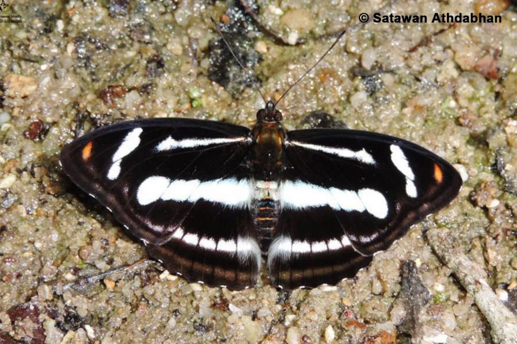 Athyma Assa - Thai Butterfly Trips