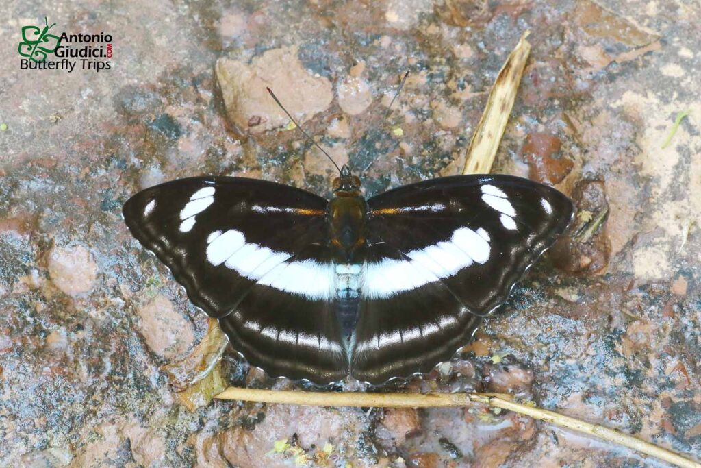 Athyma Cama Thailandica - Thai Butterfly Trips