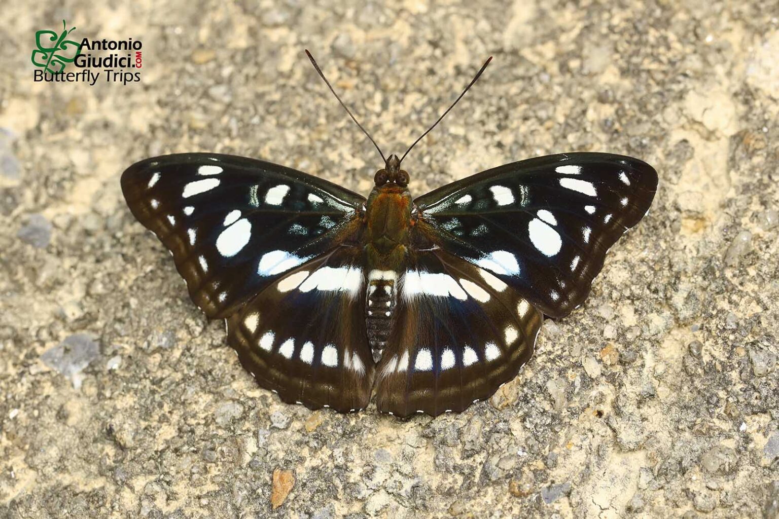 Athyma Matanga - Thai Butterfly Trips