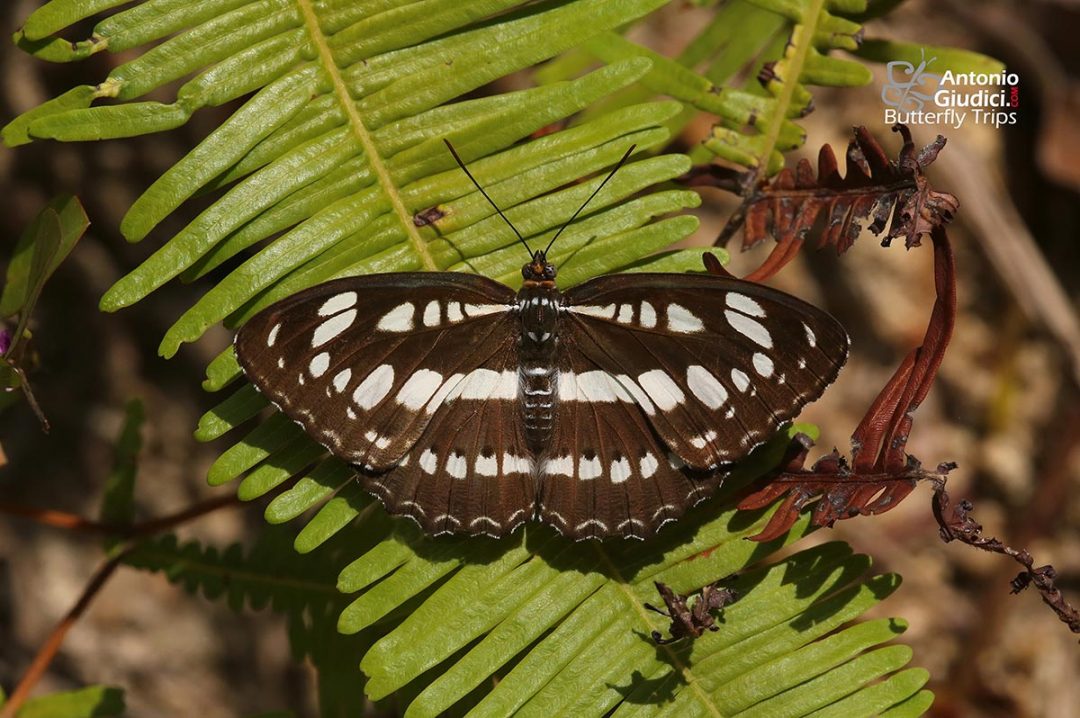 Athyma Perius - Thai Butterfly Trips