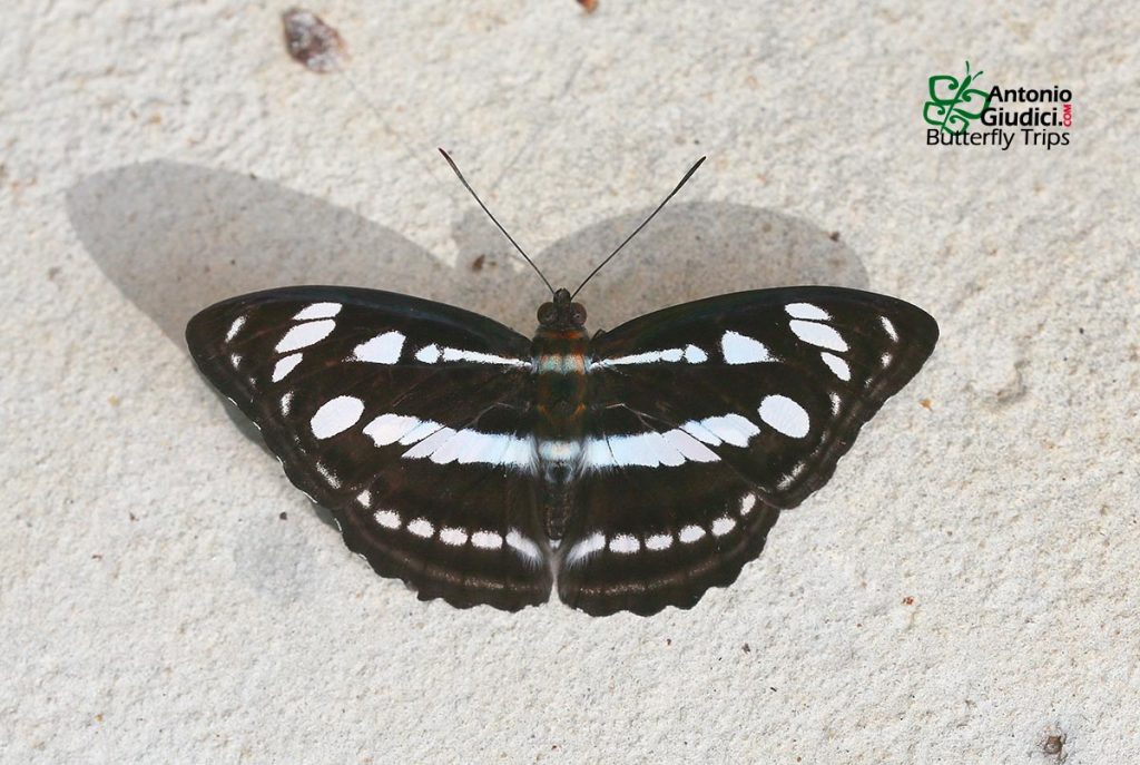 Athyma Reta - Thai Butterfly Trips