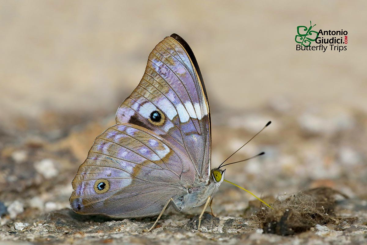 Chitoria naga - Thai Butterfly Trips