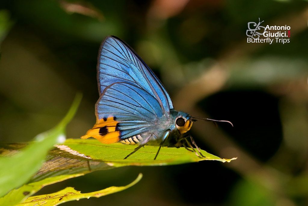 Choaspes Subcaudatus - Thai Butterfly Trips