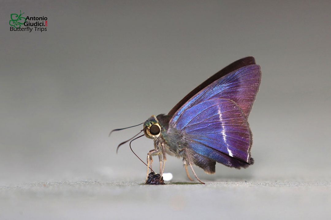 The White-banded Awlผีเสื้อหน้าเข็มสวนแถบขาวHasora taminatus - Thai ...