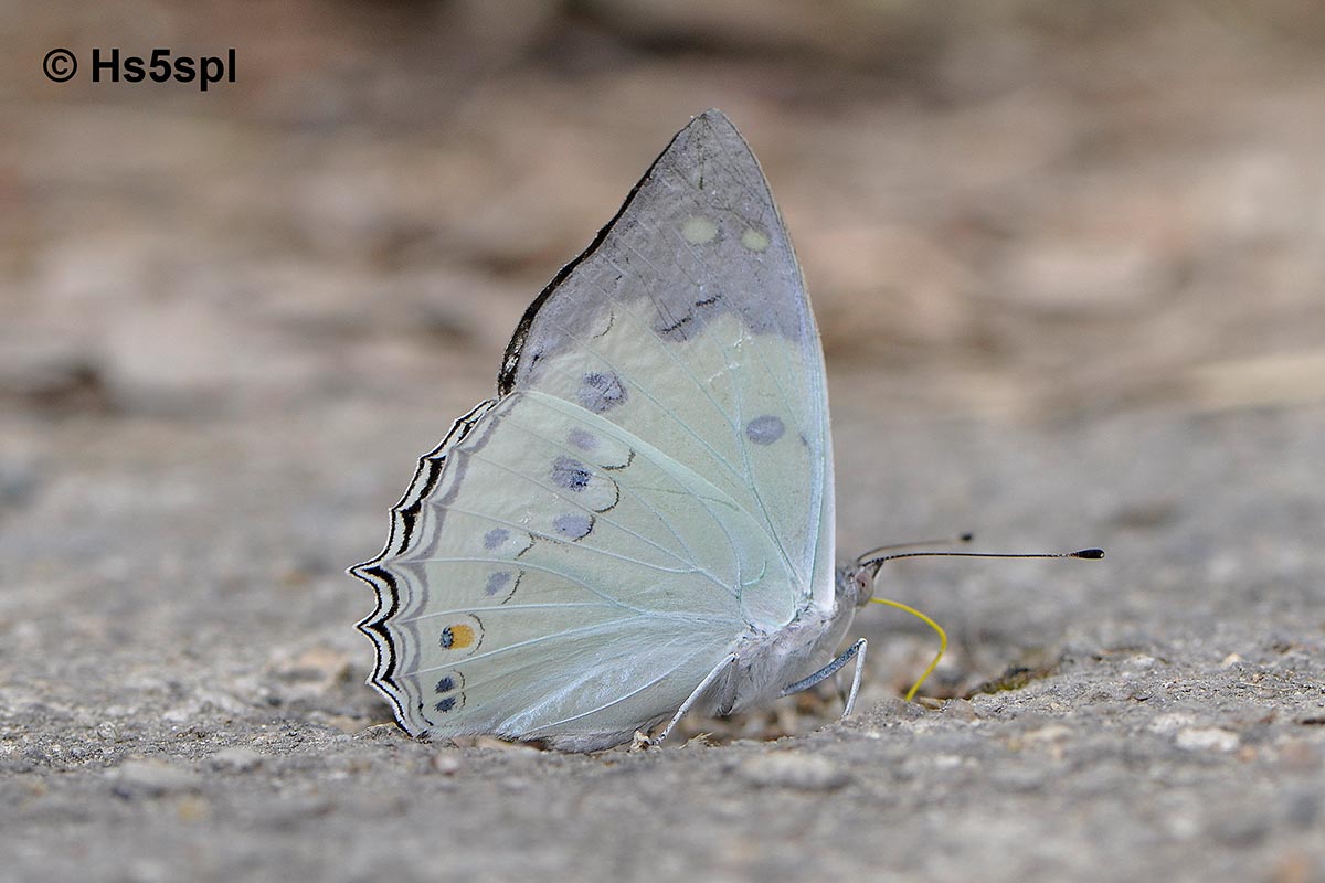 Helcyra Hemina - Thai Butterfly Trips