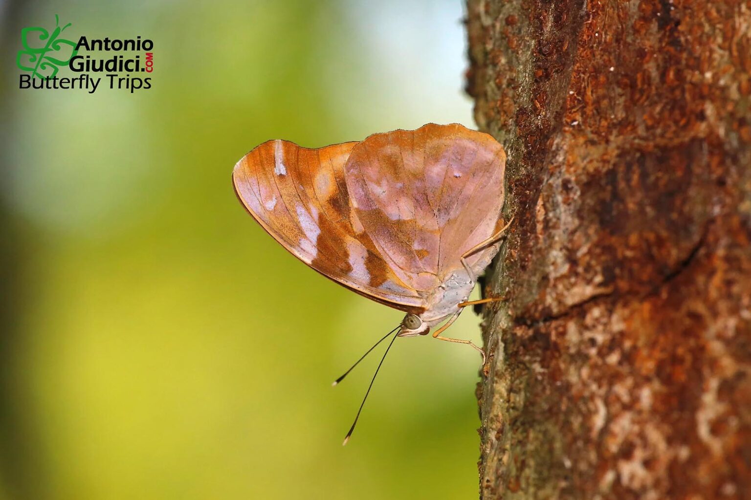 Herona Marathus Angustata (2) - Thai Butterfly Trips
