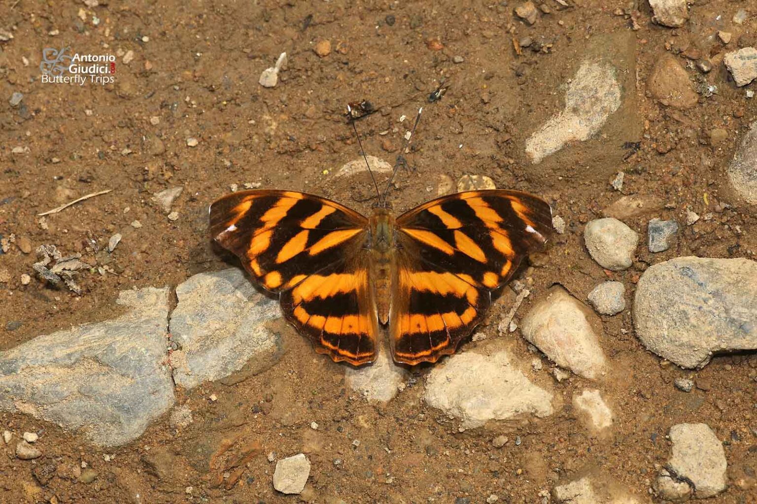 Herona Marathus Marathus - Thai Butterfly Trips