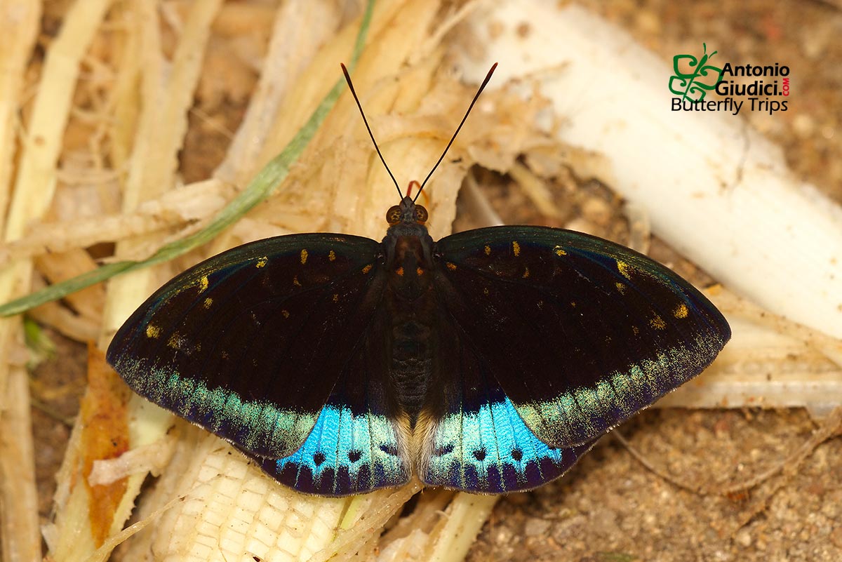 Lexias pardalis - Thai Butterfly Trips