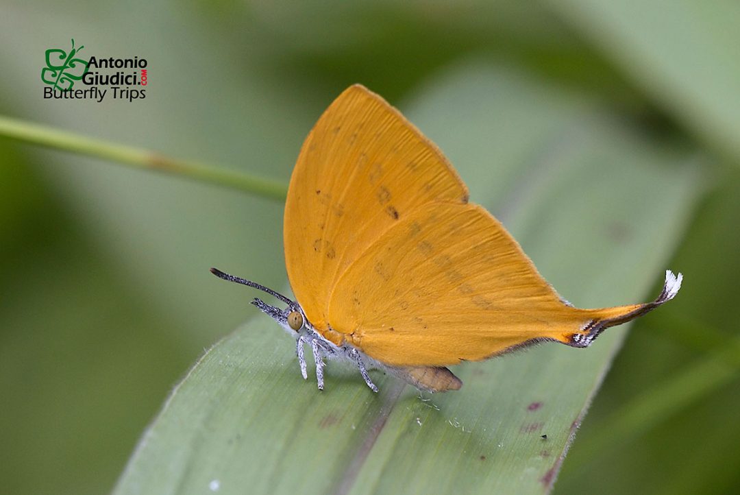 The Common Yamflyผีเสื้อแสดหางยาวLoxura atymnus - Thai Butterfly Trips