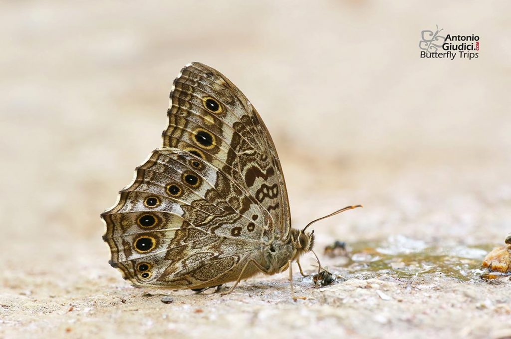 Neope Muirheadi - Thai Butterfly Trips