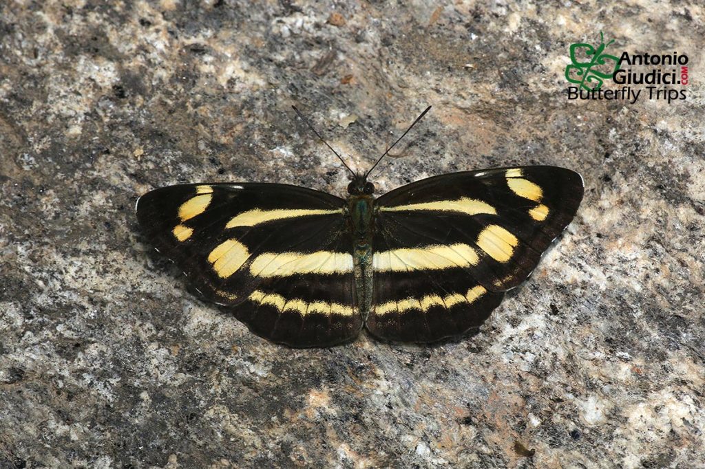 Neptis Armandia - Thai Butterfly Trips