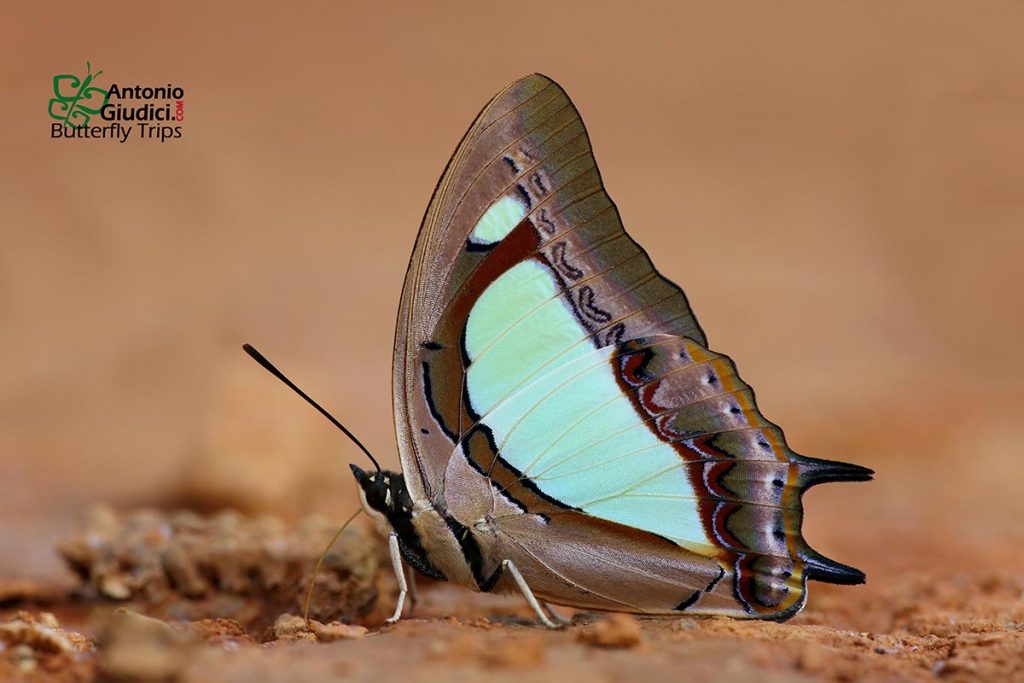 Polyura Arja - Thai Butterfly Trips