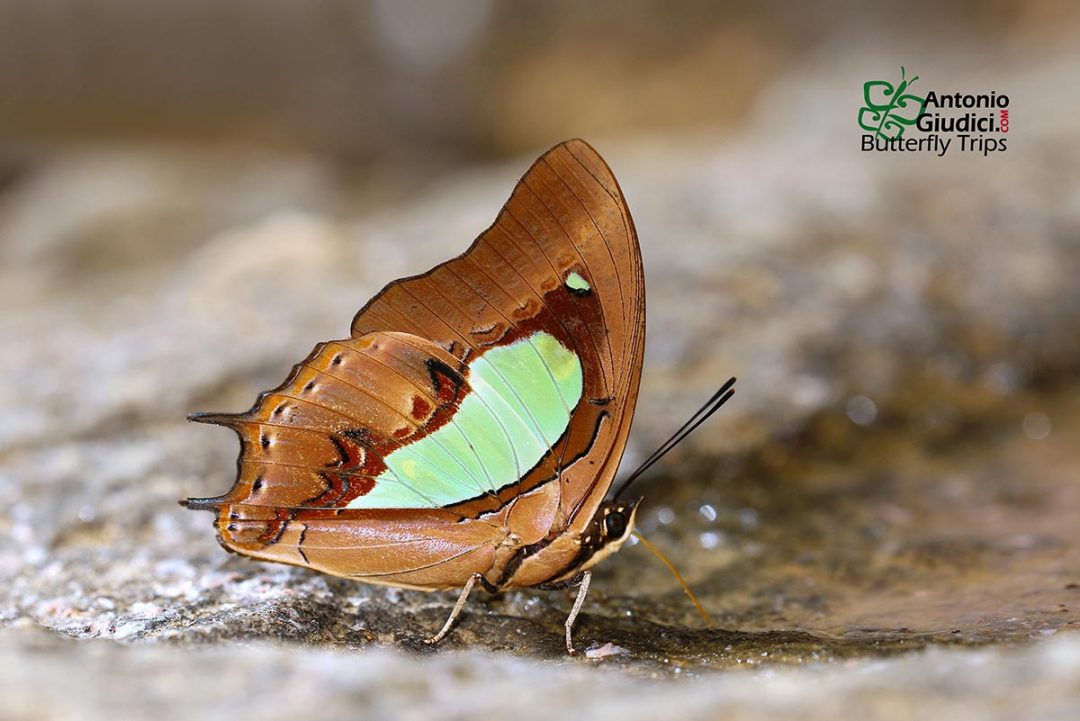 Polyura Hebe - Thai Butterfly Trips