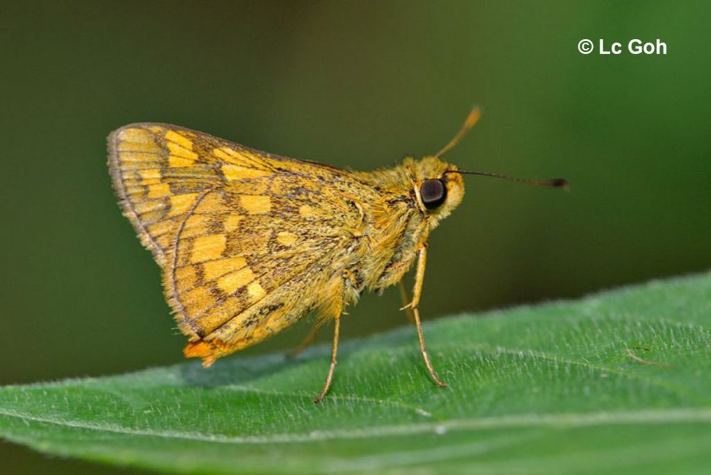 Potanthus Omaha - Thai Butterfly Trips