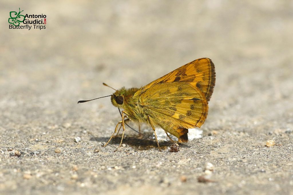 Potanthus Pava - Thai Butterfly Trips