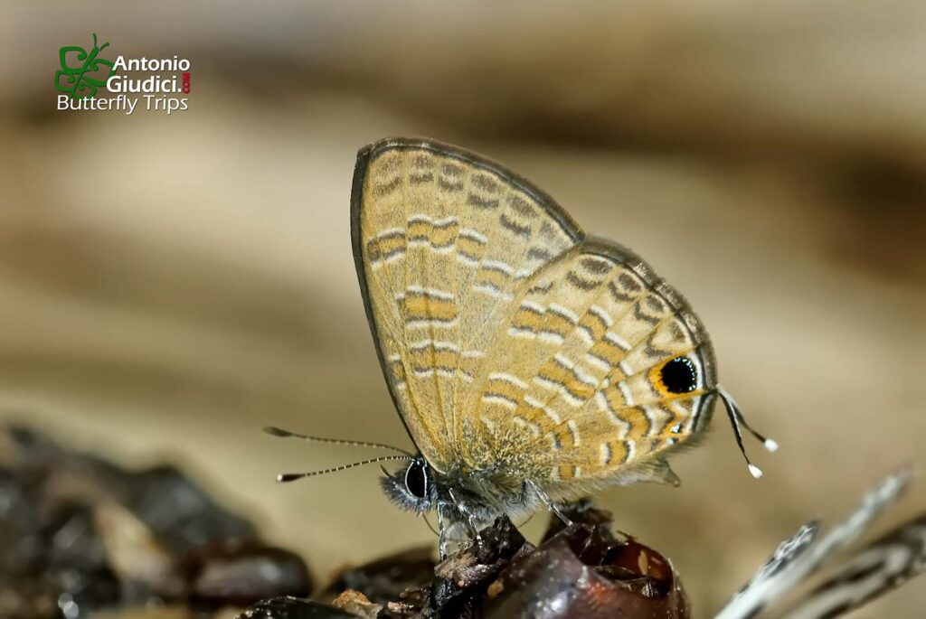 Prosotas Nora Ardates2 - Thai Butterfly Trips