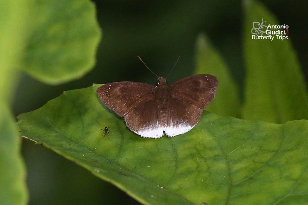 Tagiades Lavatus - Thai Butterfly Trips