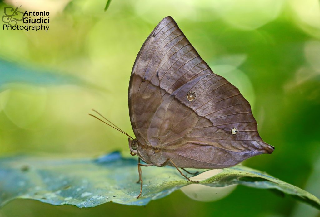 Zeuxidia doubledayi - Thai Butterfly Trips