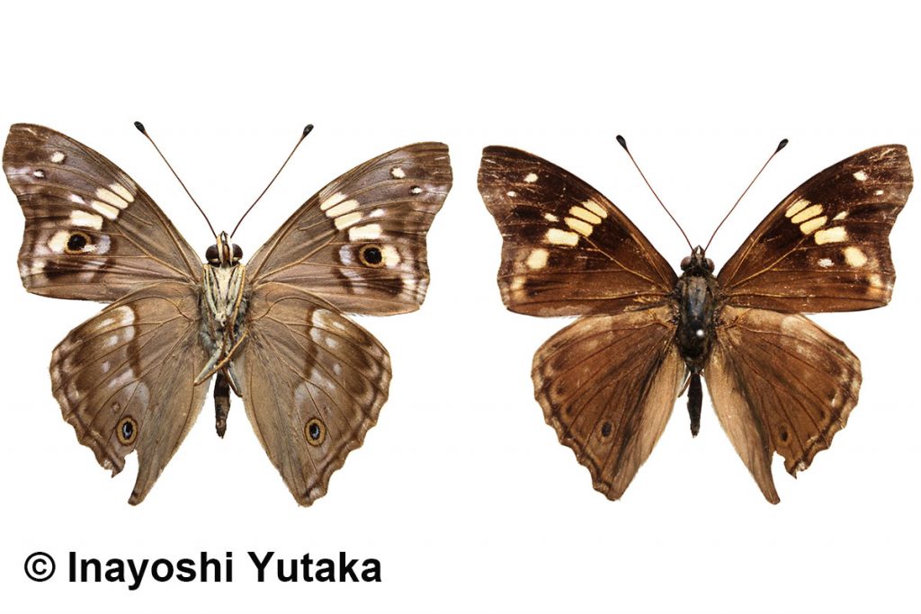 Chitoria Sordida - Thai Butterfly Trips