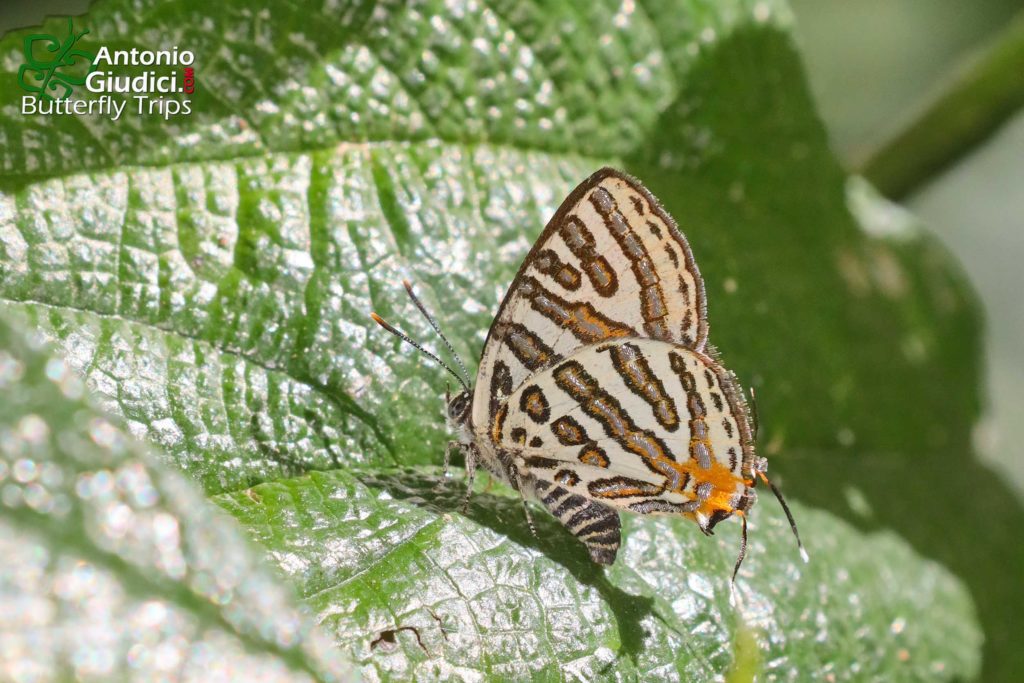 Spindasis elwesi - Thai Butterfly Trips